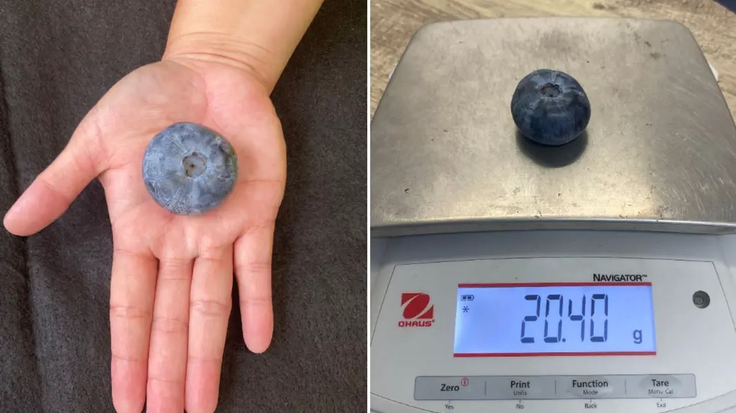 Harmful if Swallowed: The World’s Largest Blueberry is a Toxic ...