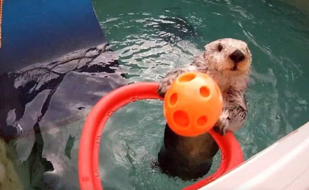 8 Viral Animals That Are More Popular Than You - Odd News