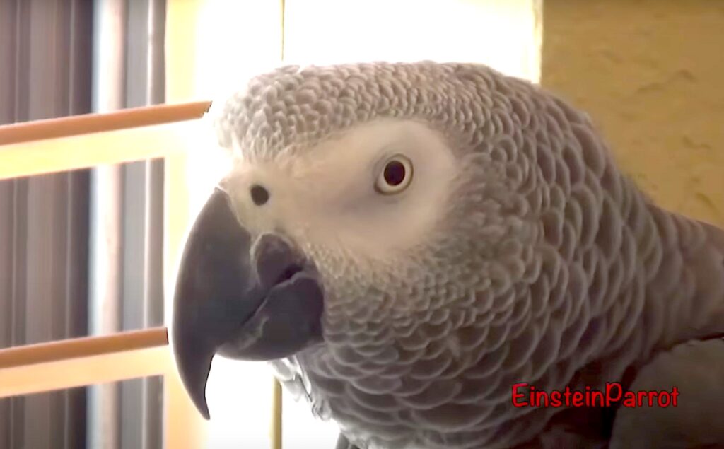 8 Viral Animals That Are More Popular Than You - Odd News