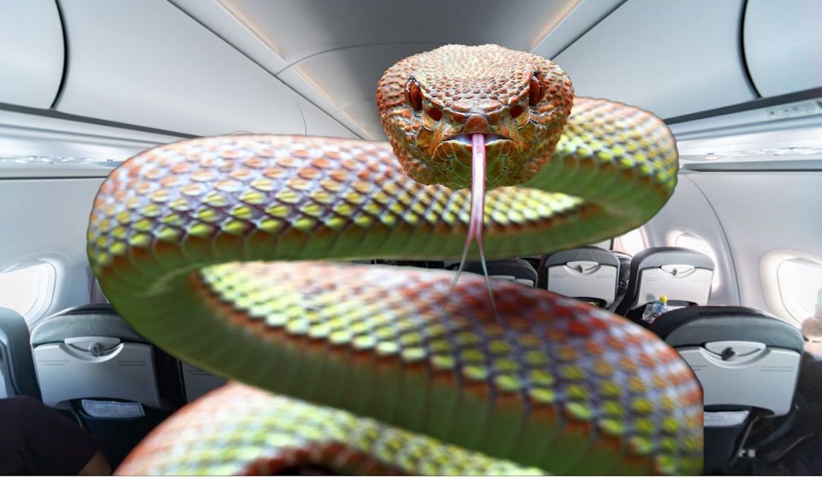 Traveler Detained For Attempting Live Reboot of “Snakes on a Plane ...