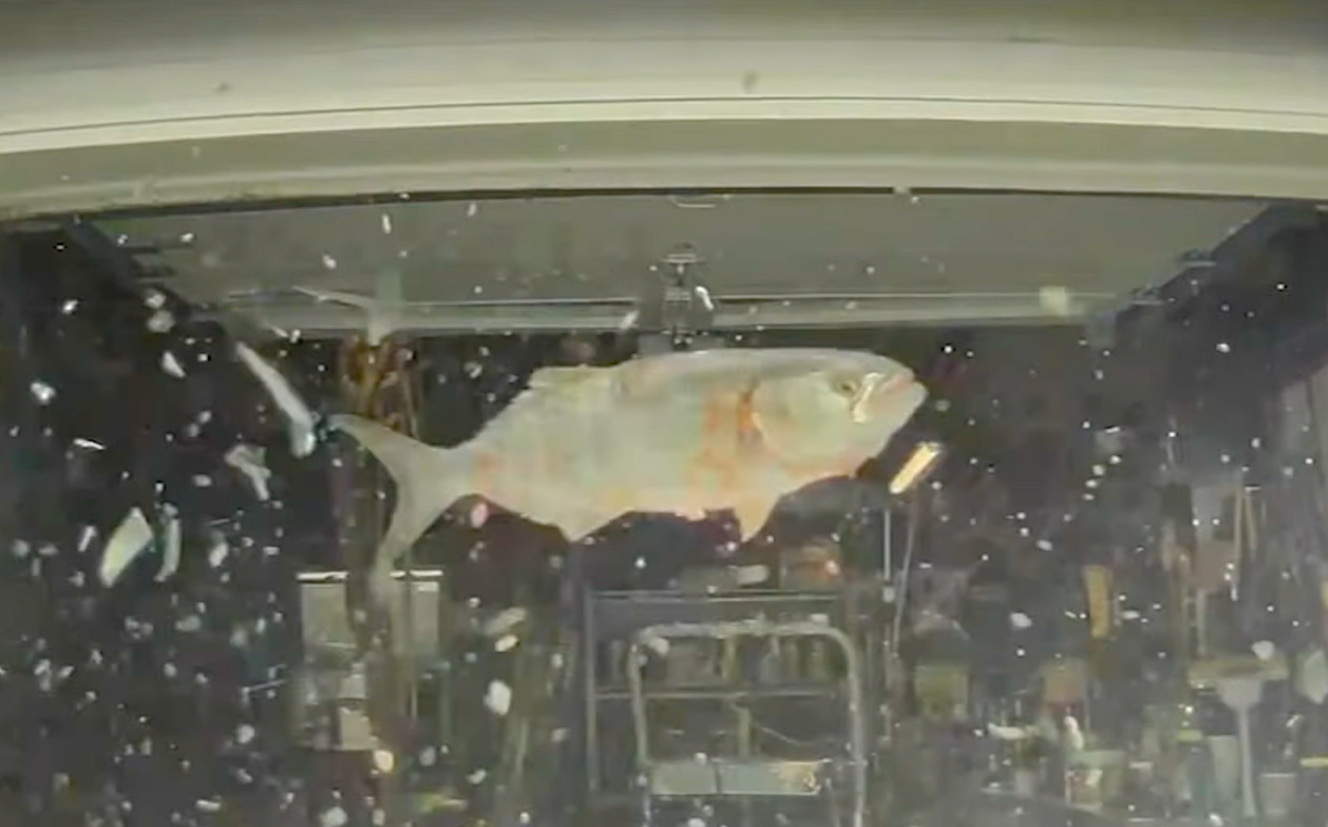 An Act of Cod: Fish Falls from Sky, Damages New Jersey Couple’s Tesla ...