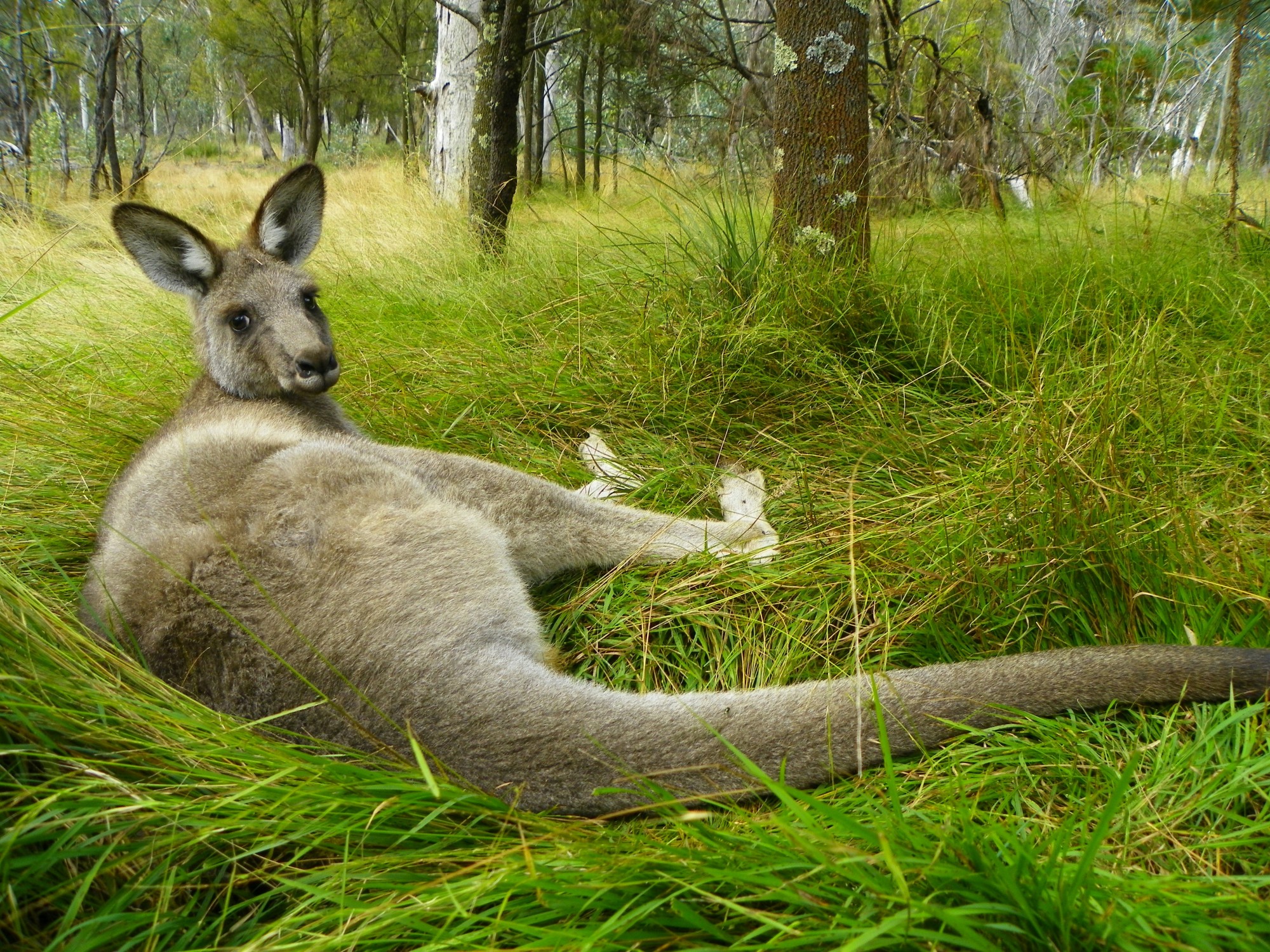13 States Where You Can Legally Own a Pet Kangaroo - Odd News