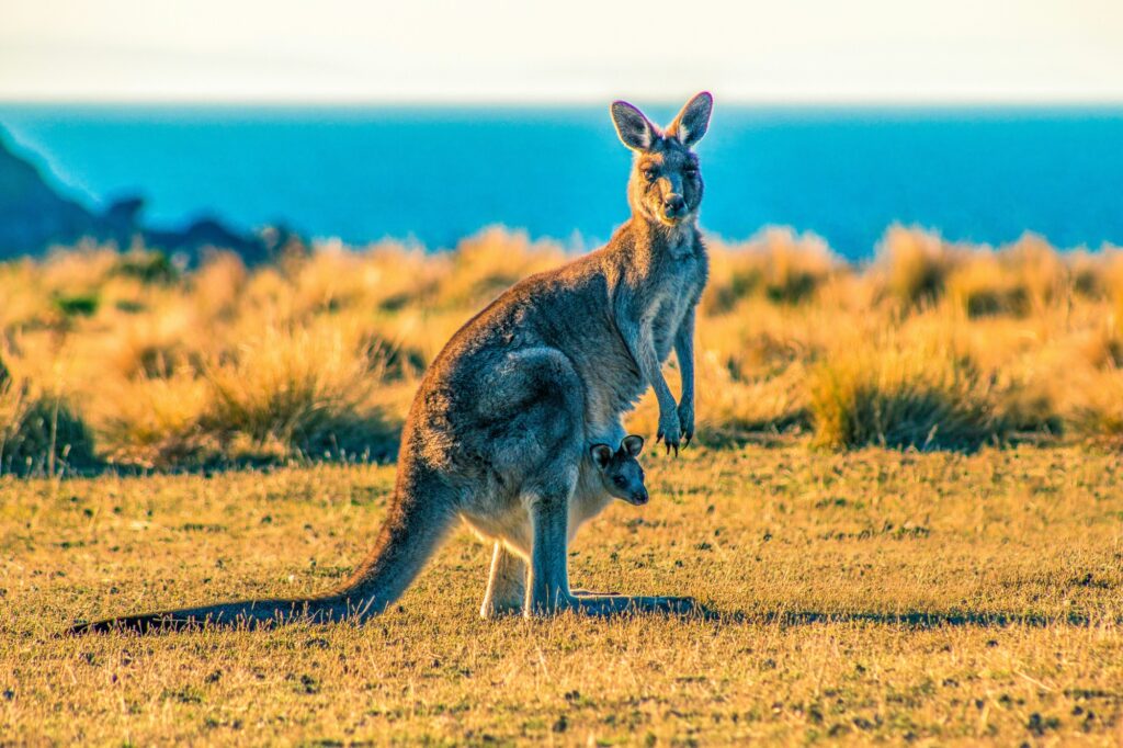 13 States Where You Can Legally Own a Pet Kangaroo - Odd News