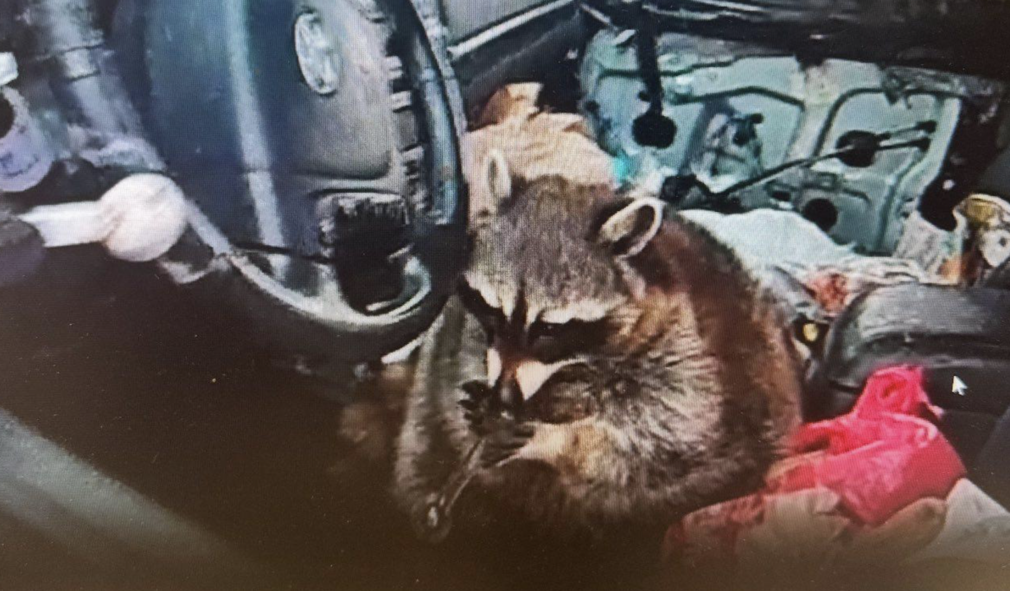 Crackoon! Raccoon Pulled Over With Meth Pipe - Odd News