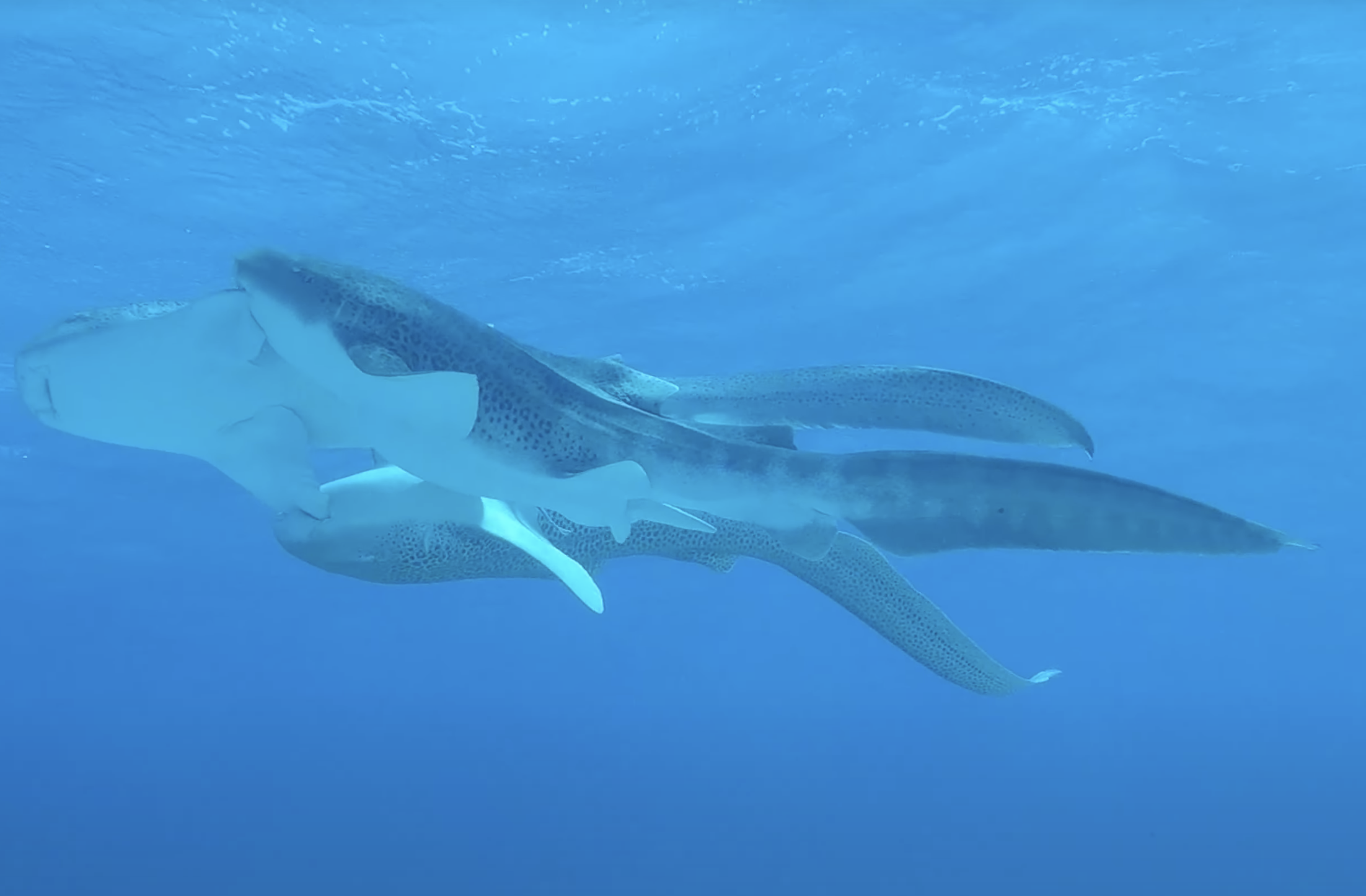 World’s First Shark Threesome Caught on Film - Odd News