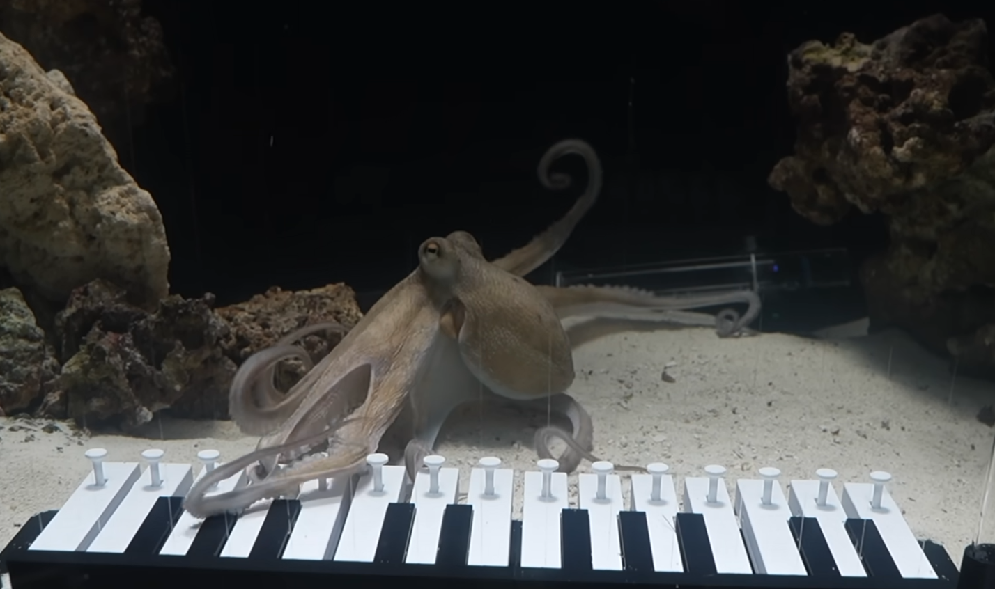 What Has Eight Arms and Sucks at Piano? This Octopus - Odd News