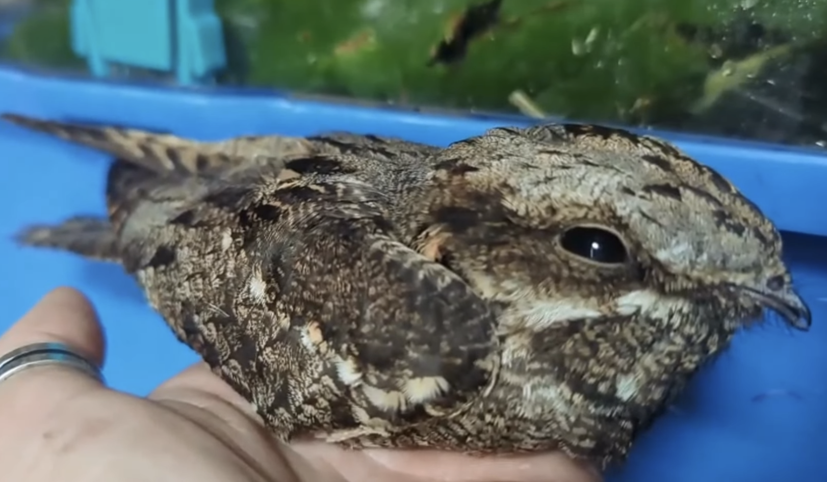 Special Find: Rare Bird Found Behind Belfast Trash Can - Odd News