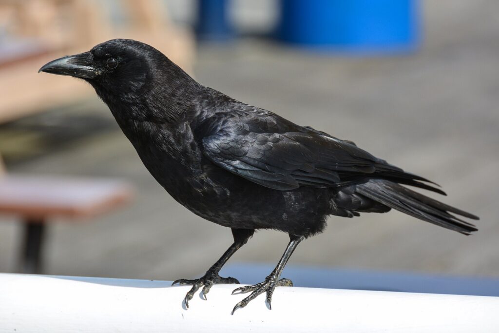Crow Drones Stuffed With Drugs Flown Into Prison - Odd News